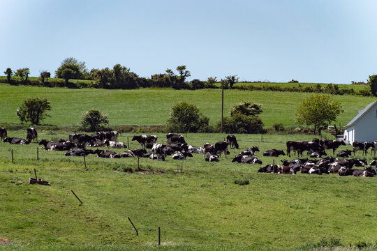 Cows In Paddock Images – Browse 18,846 Stock Photos, Vectors, and Video ...