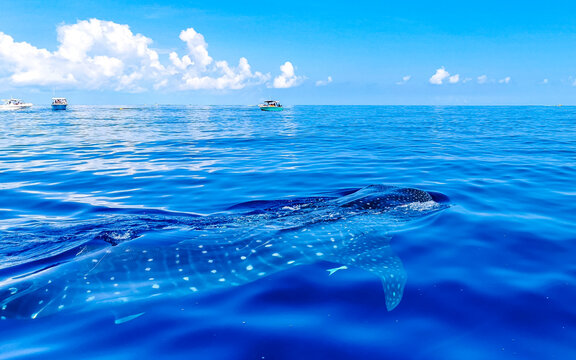 Walfisch Bilder – Durchsuchen 89,238 Archivfotos, Vektorgrafiken und ...