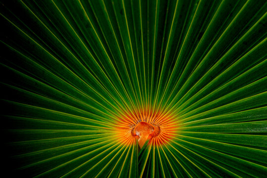 Imagens de Sandrose – Explore Fotografias do Stock, Vetores e Vídeos de ...