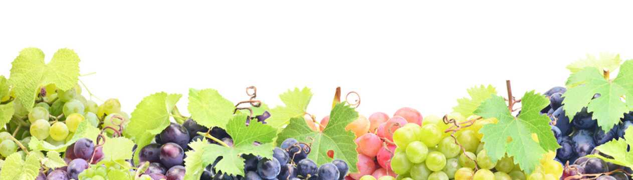 Grape Frame Images – Browse 50,103 Stock Photos, Vectors, and Video ...