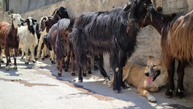 "The Dog" Images – Browse 1,100 Stock Photos, Vectors, and Video ...