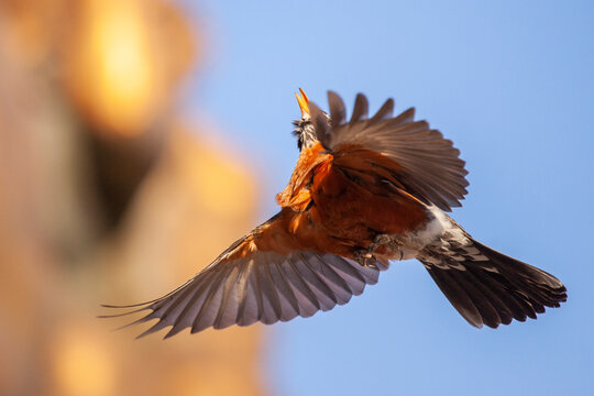 American Robin Flying