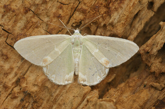 Imágenes de Geometridae: descubre bancos de fotos, ilustraciones ...