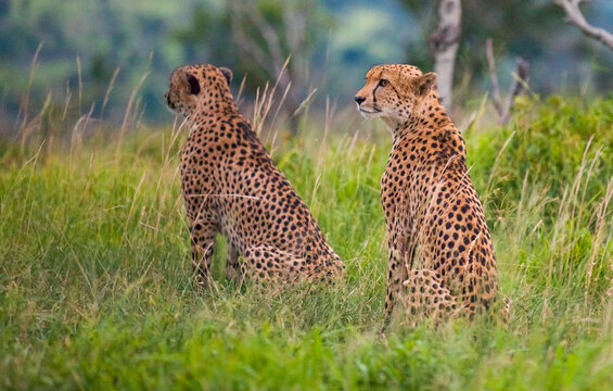 Cheeter Изображения: просматривайте стоковые фотографии, векторные ...