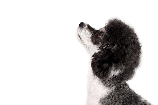 Poodle Profile Images – Browse 5,505 Stock Photos, Vectors, and Video ...