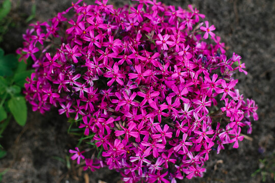 Flox bilder – Bläddra bland 26,398 stockfoton, vektorer och videor ...