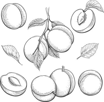 Apricot Clipart Outline