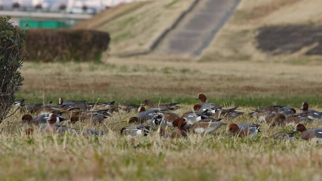 "Eurasian Wigeon" Imagens – Procure 9,228 fotos, vetores e vídeos ...