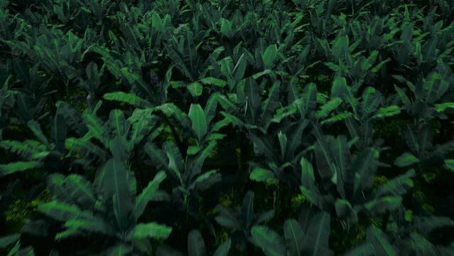 Banana Farm Images – Browse 142,550 Stock Photos, Vectors, and Video ...