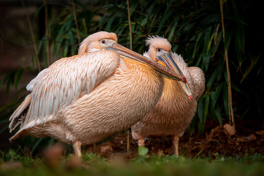 Ralph Lear Fotos, Bilder, Stockmedien | Adobe Stock