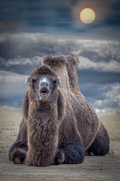 Ralph Lear Fotos, Bilder, Stockmedien | Adobe Stock