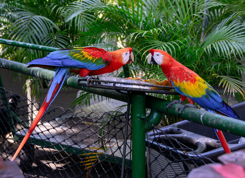 Psittacines Images – Browse 291,284 Stock Photos, Vectors, and Video ...