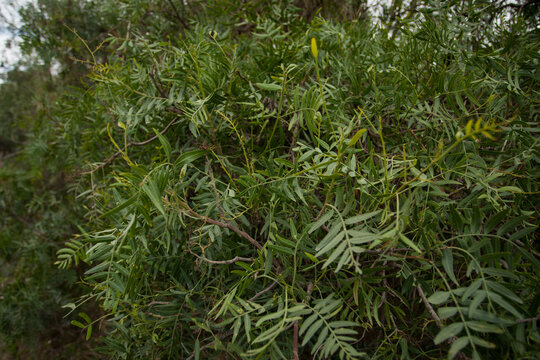 รูปภาพMolle – เลือกดูภาพถ่ายสต็อก เวกเตอร์ และวิดีโอ2,823 | Adobe Stock