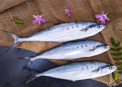 Queenfish bilder – Bläddra bland 101 stockfoton, vektorer och videor ...