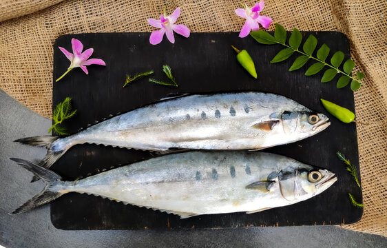 Queenfish bilder – Bläddra bland 101 stockfoton, vektorer och videor ...