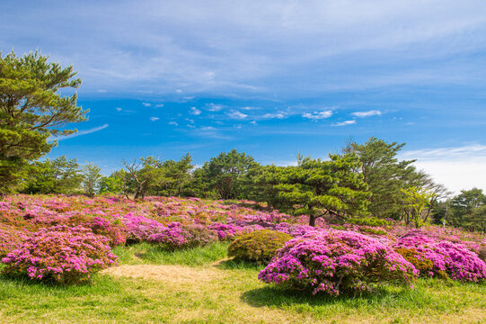 Azalea's bilder – Bläddra bland 75,173 stockfoton, vektorer och videor ...