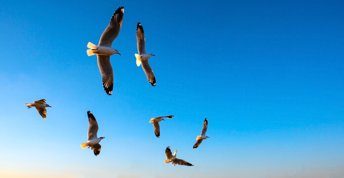 "Seagulls Flying" Images – Browse 3,699 Stock Photos, Vectors, and ...