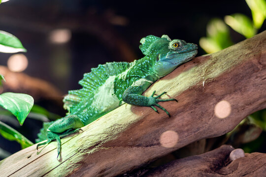 Renzo Bilder – Durchsuchen 760 Archivfotos, Vektorgrafiken und Videos ...