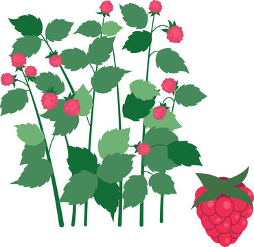 Cartoon Raspberry Bush