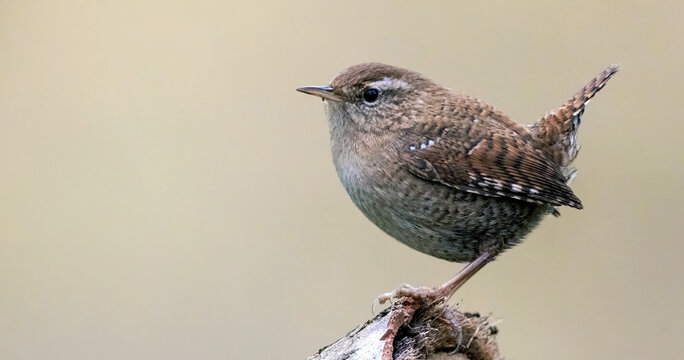 Song-Bird bilder – Bläddra bland 191,851 stockfoton, vektorer och ...
