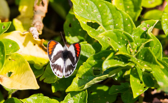 Colotis Images – Parcourir 88 le catalogue de photos, vecteurs et ...