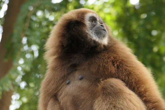 รูปภาพSimiiformes – เลือกดูภาพถ่ายสต็อก เวกเตอร์ และวิดีโอ37,788 ...