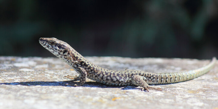 「トカゲのしっぽ」の画像 - 72,065 件の Stock 写真、ベクターおよびビデオ | Adobe Stock