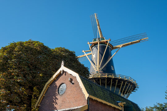 Windhond-Bilder: Stock-Fotos & -Videos. | Adobe Stock