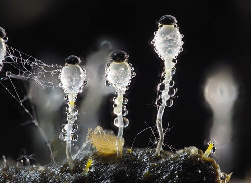Zygomycota Pilobolus