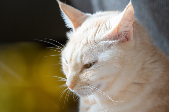 Madumbi Images – Browse 26,215 Stock Photos, Vectors, and Video | Adobe ...