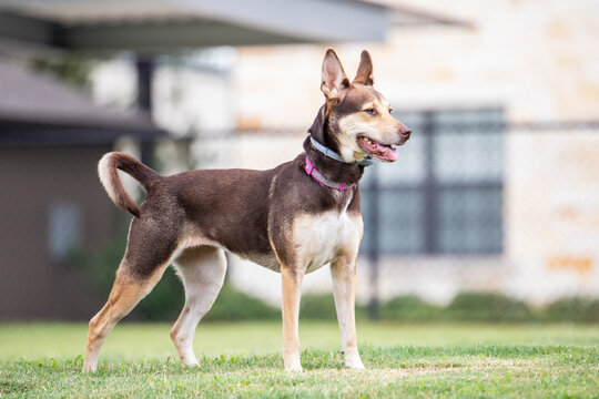 Doberman German Shepherd Mix