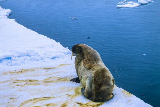 รูปภาพSubarctic – เลือกดูภาพถ่ายสต็อก เวกเตอร์ และวิดีโอ3,410 | Adobe Stock