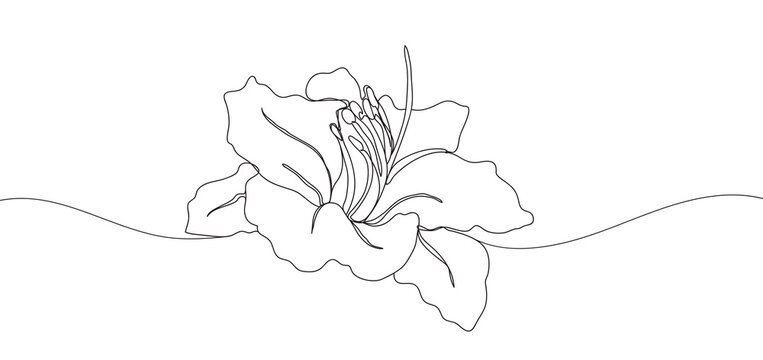 Single Flower Line Drawing Images – Browse 36,705 Stock Photos, Vectors ...