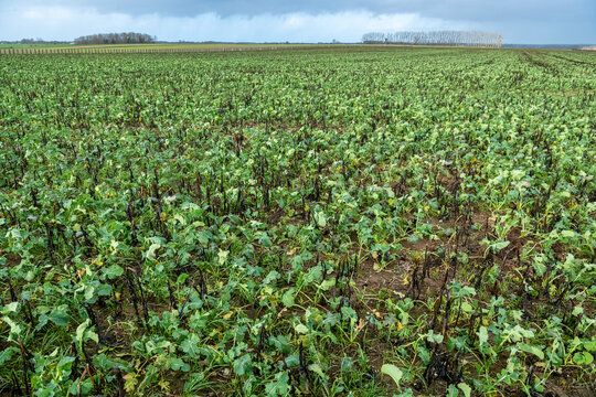 Lessivage Bilder – Durchsuchen 284 Archivfotos, Vektorgrafiken und ...