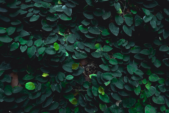 Verdant 이미지 – 찾아보기 57,390 스톡 사진, 벡터 및 비디오 | Adobe Stock