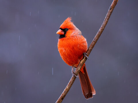 "Northern Cardinal" Images – Browse 101,768 Stock Photos, Vectors, and ...