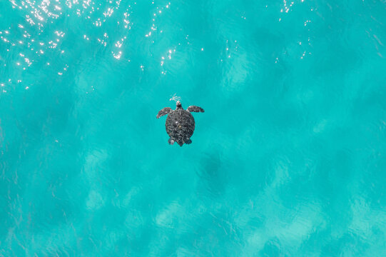 "Tortue " Images – Browse 6,771 Stock Photos, Vectors, and Video ...