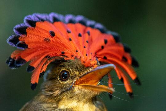 Amazonian Royal Flycatcher Adaptations