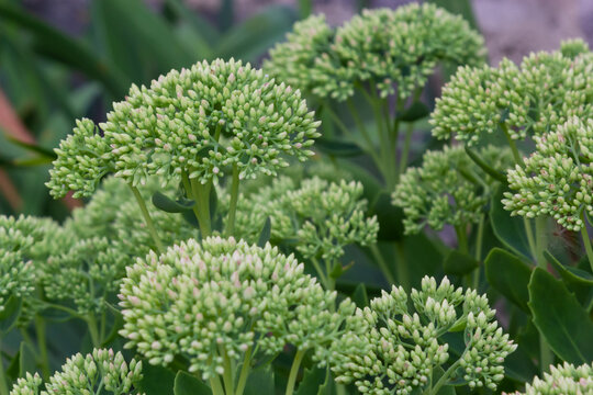 รูปภาพOrpine – เลือกดูภาพถ่ายสต็อก เวกเตอร์ และวิดีโอ23,180 | Adobe Stock