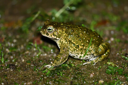 "Sapo Bilder – Durchsuchen 2,596 Archivfotos, Vektorgrafiken und Videos ...