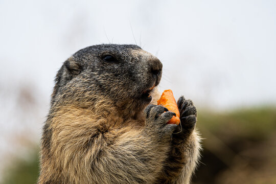 รูปภาพGophers – เลือกดูภาพถ่ายสต็อก เวกเตอร์ และวิดีโอ17,737 | Adobe Stock