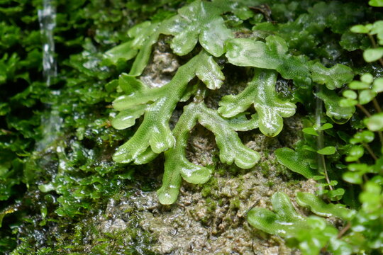 Bryophytes Liverworts