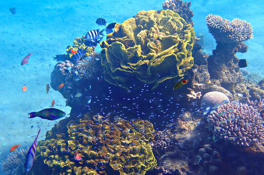 Pollyfish Bilder – Durchsuchen 6,873 Archivfotos, Vektorgrafiken und ...