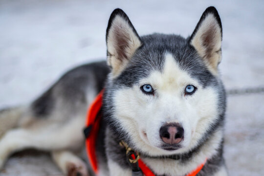 Haski Bilder – Durchsuchen 953 Archivfotos, Vektorgrafiken und Videos ...