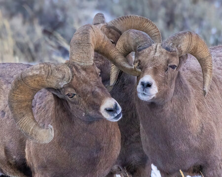 รูปภาพ"Bighorn – เลือกดูภาพถ่ายสต็อก เวกเตอร์ และวิดีโอ39,718 | Adobe Stock