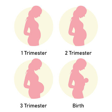 รูปภาพTrimesters – เลือกดูภาพถ่ายสต็อก เวกเตอร์ และวิดีโอ932,388 ...