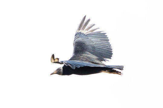 Imágenes de Gallinazo: descubre bancos de fotos, ilustraciones ...