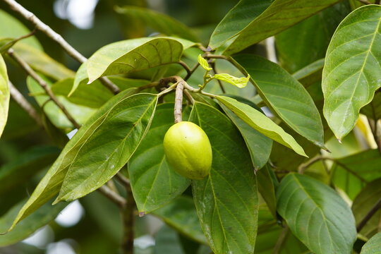 Umari Images – Browse 27 Stock Photos, Vectors, and Video | Adobe Stock