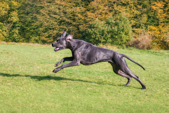 รูปภาพBoarhound – เลือกดูภาพถ่ายสต็อก เวกเตอร์ และวิดีโอ134 | Adobe Stock