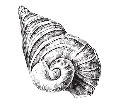 Snail Shell Sketch